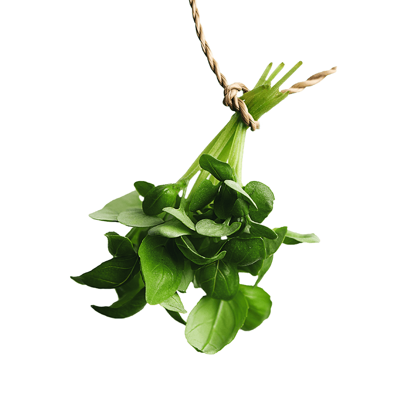 KropNation - Indoor Vertical Farmer Microgreens - Krop Nation